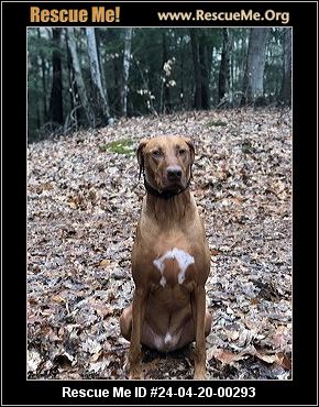- Michigan Rhodesian Ridgeback Rescue - ADOPTIONS - Rescue Me!
