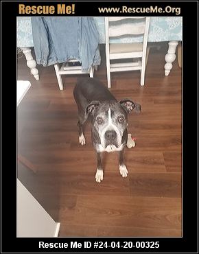 - Georgia Boxer Rescue - ADOPTIONS - Rescue Me!