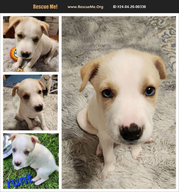 ADOPT 24042000338 ~ Lab Rescue ~ Chittenden County, VT