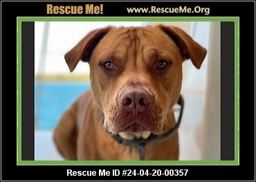 - Texas Pit Bull Rescue - ADOPTIONS - Rescue Me!