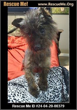 - Georgia Yorkie Rescue - ADOPTIONS - Rescue Me!