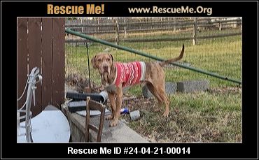 - Pennsylvania Dog Rescue - ADOPTIONS - Rescue Me!