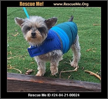 - California Schnauzer Rescue - ADOPTIONS - Rescue Me!