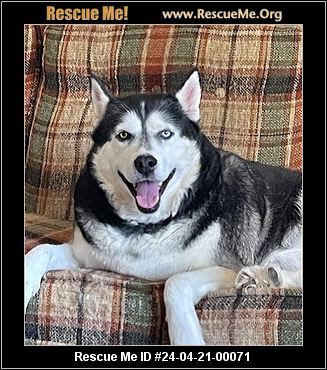 - Virginia Siberian Husky Rescue - ADOPTIONS - Rescue Me!