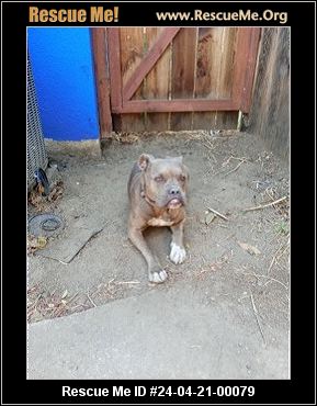 - California Bull Terrier Rescue - ADOPTIONS - Rescue Me!