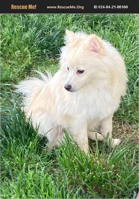 ADOPT 24042100160 ~ Pomeranian Rescue ~ Beaverton, OR