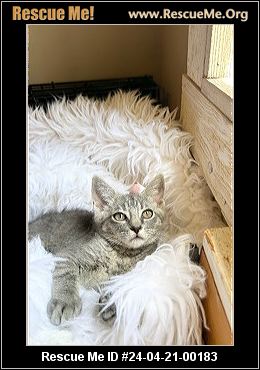 - Florida Cat Rescue - ADOPTIONS - Rescue Me!
