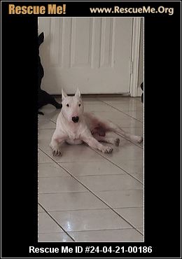 - Texas Dog Rescue - ADOPTIONS - Rescue Me!