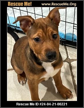 - Texas Mutt Rescue - ADOPTIONS - Rescue Me!