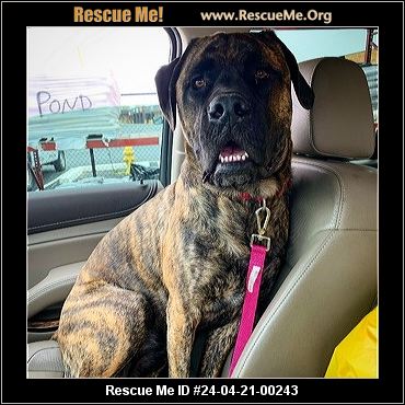 - Missouri Dog Rescue - ADOPTIONS - Rescue Me!