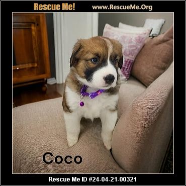 - Arizona Australian Cattle Dog Rescue - ADOPTIONS - Rescue Me!
