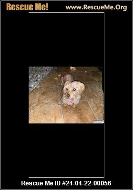 - Oklahoma Yorkie Rescue - ADOPTIONS - Rescue Me!