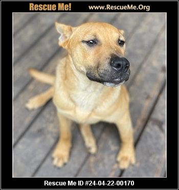 - Texas Mutt Rescue - ADOPTIONS - Rescue Me!