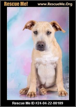 - Rhode Island Dog Rescue - ADOPTIONS - Rescue Me!