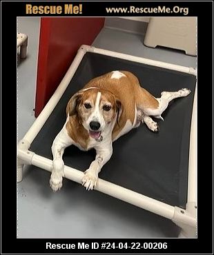 - California Beagle Rescue - ADOPTIONS - Rescue Me!