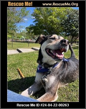 - North Carolina Dog Rescue - ADOPTIONS - Rescue Me!