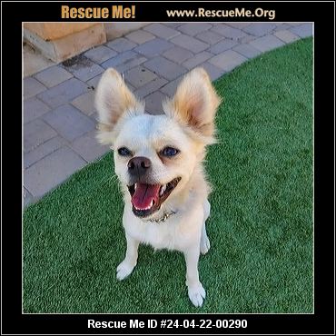 - Arizona Pomeranian Rescue - ADOPTIONS - Rescue Me!