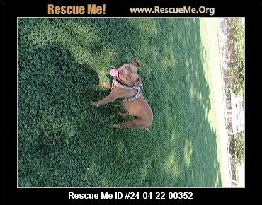 - Pennsylvania Dog Rescue - ADOPTIONS - Rescue Me!