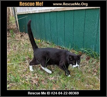 - Missouri Cat Rescue - ADOPTIONS - Rescue Me!