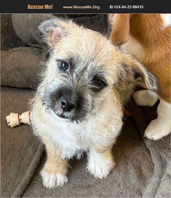 ADOPT 24042200415 ~ Border Terrier Rescue ~ Fort Myers, FL