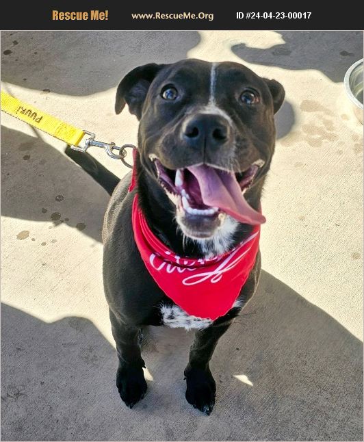 ADOPT 24042300017 ~ Pit Bull Rescue ~ Chandler, AZ