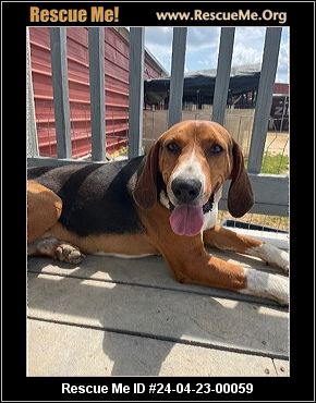- South Carolina Dog Rescue - ADOPTIONS - Rescue Me!