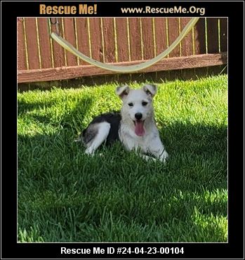 - Delaware Dog Rescue - ADOPTIONS - Rescue Me!