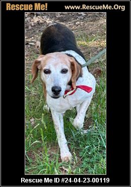 - Virginia Dog Rescue - ADOPTIONS - Rescue Me!