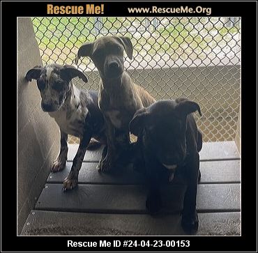- Florida Dog Rescue - ADOPTIONS - Rescue Me!