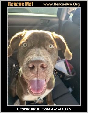 - Texas Mutt Rescue - ADOPTIONS - Rescue Me!