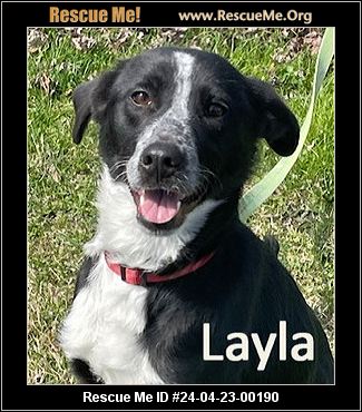 - Pennsylvania Dog Rescue - ADOPTIONS - Rescue Me!