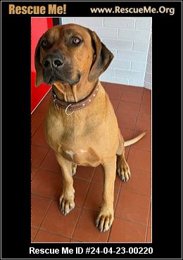 - South Africa Rhodesian Ridgeback Rescue - ADOPTIONS - Rescue Me!