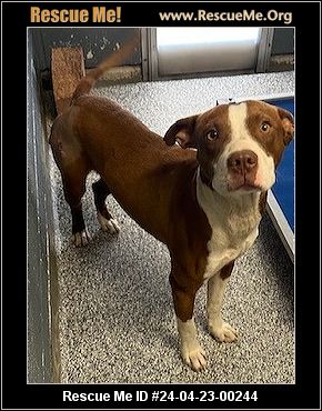 - Oklahoma Dog Rescue - ADOPTIONS - Rescue Me!