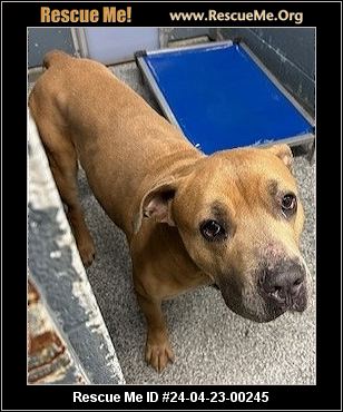 - Oklahoma Dog Rescue - ADOPTIONS - Rescue Me!