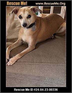 - Georgia Dog Rescue - ADOPTIONS - Rescue Me!