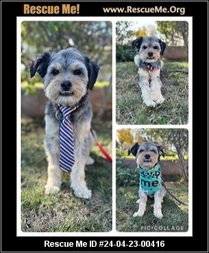 - California Schnauzer Rescue - ADOPTIONS - Rescue Me!
