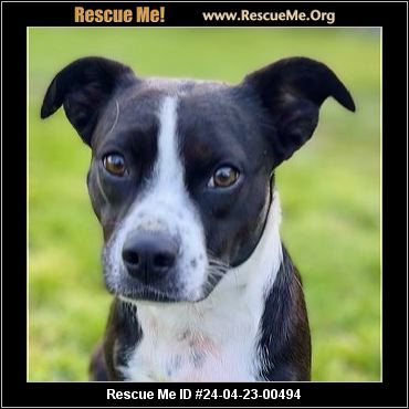 - Ohio Boston Terrier Rescue - ADOPTIONS - Rescue Me!