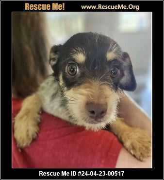 - Florida Dog Rescue - ADOPTIONS - Rescue Me!