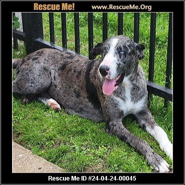 - Texas Mutt Rescue - ADOPTIONS - Rescue Me!