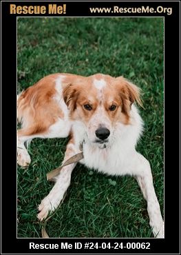 - Maine Dog Rescue - ADOPTIONS - Rescue Me!