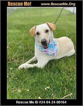 - Illinois Mutt Rescue - ADOPTIONS - Rescue Me!