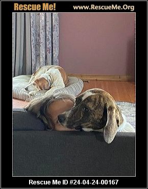 - Virginia Dog Rescue - ADOPTIONS - Rescue Me!