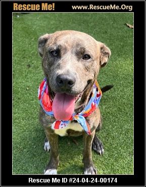 - Rhode Island Dog Rescue - ADOPTIONS - Rescue Me!