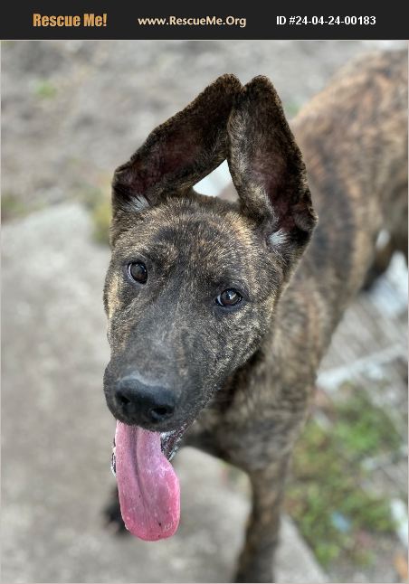 ADOPT 24042400183 ~ Dutch Shepherd Rescue ~ Titusville, FL