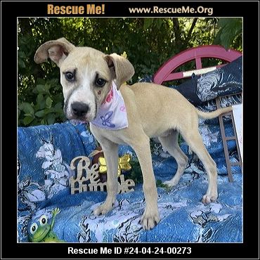 - Florida Dog Rescue - ADOPTIONS - Rescue Me!