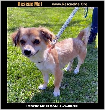 - New York Dog Rescue - ADOPTIONS - Rescue Me!