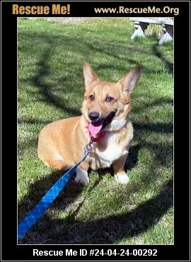 - New York Corgi Rescue - ADOPTIONS - Rescue Me!
