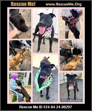 - California Pit Bull Rescue - ADOPTIONS - Rescue Me!