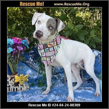 - Florida Dog Rescue - ADOPTIONS - Rescue Me!