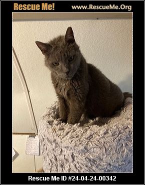 - New Jersey Cat Rescue - ADOPTIONS - Rescue Me!